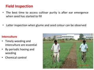 Wheat Seed Production Technology In Central India | PPTX