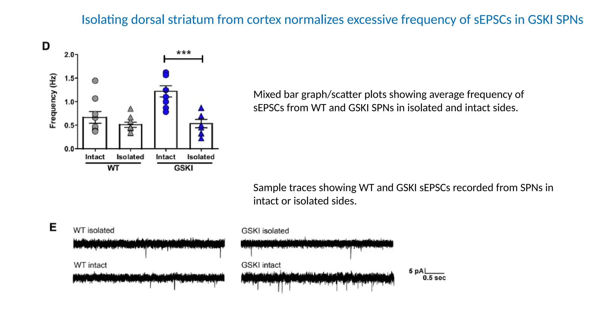 Studying synapse structure and function. Synaptic structure and morphology | PPT