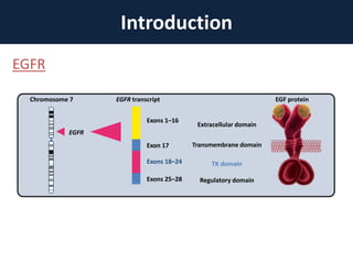 Chromosome 7 in lung cancer_Journal club | PPT