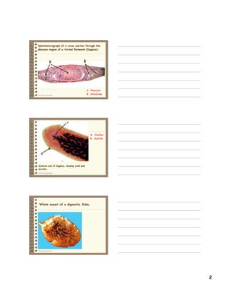 E platyhelminthes | PDF