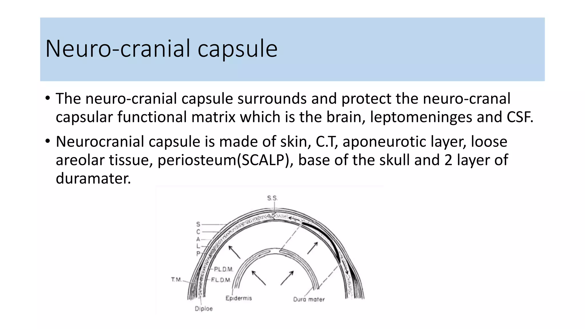 The Primary role of functional matrices in facial growth- Moss ...