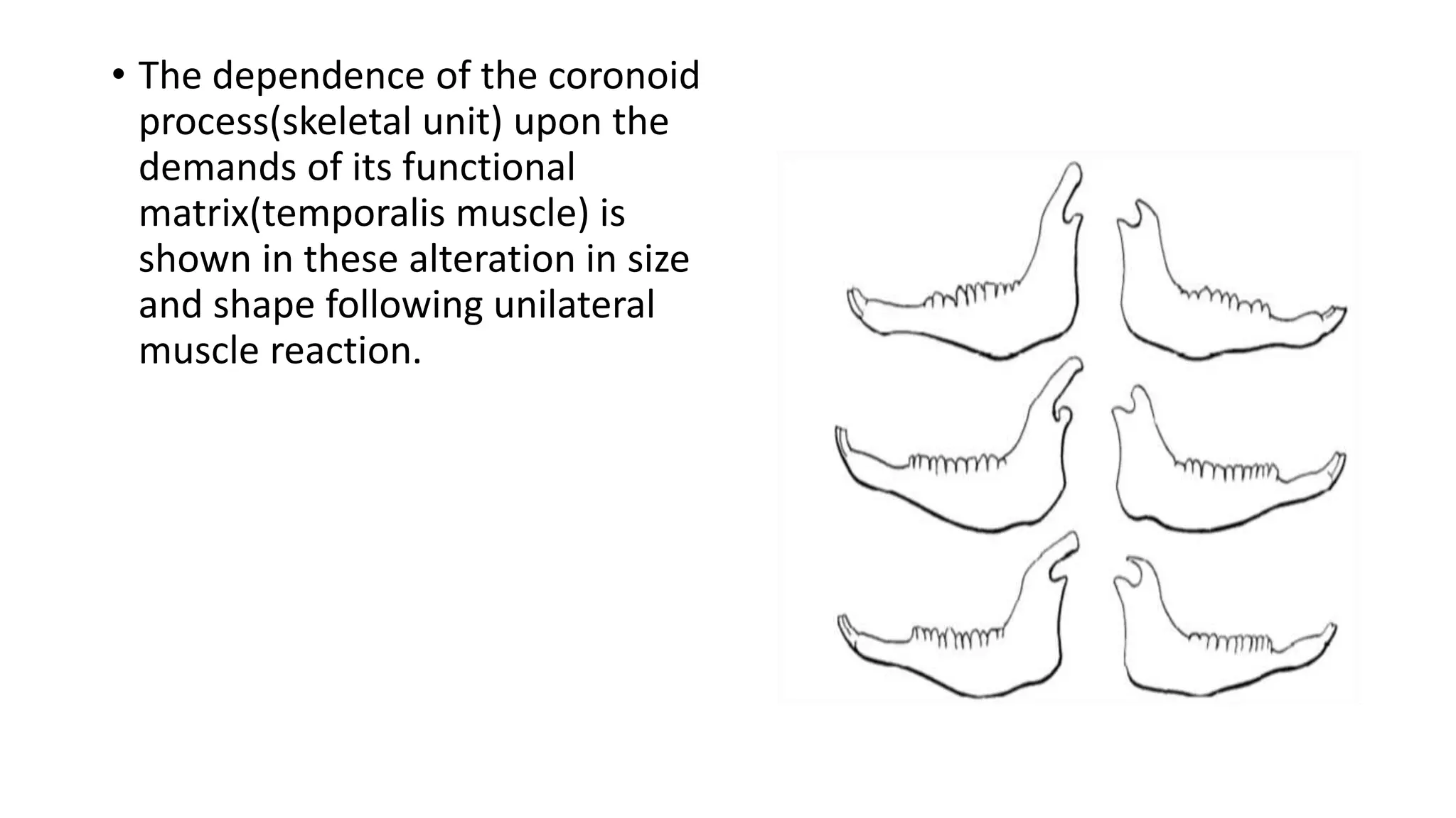 The Primary role of functional matrices in facial growth- Moss ...