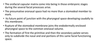 The Primary role of functional matrices in facial growth- Moss ...