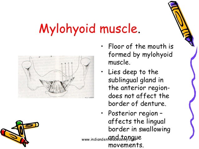 Mylohyoid Ridge Denture Enhanced Retention Of Mandibular Digital
