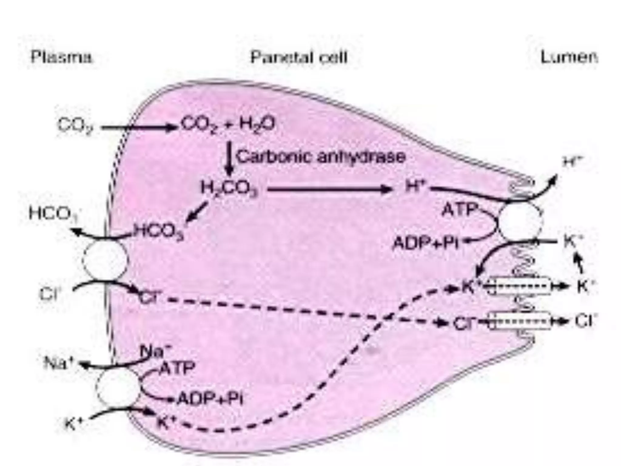 Acid secretion | PPTX
