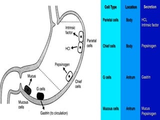 Acid secretion | PPTX