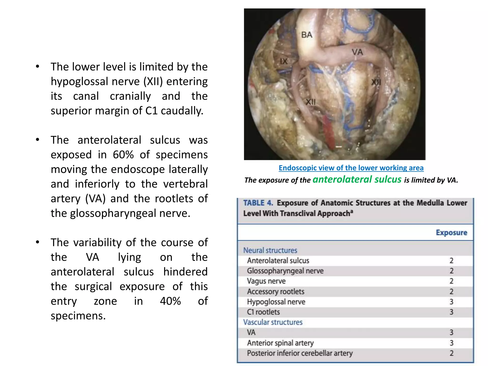 Endoscopic Endonasal Transclival Approach to the Ventral Brainstem | PPT