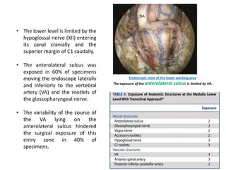 Endoscopic Endonasal Transclival Approach to the Ventral Brainstem | PPT