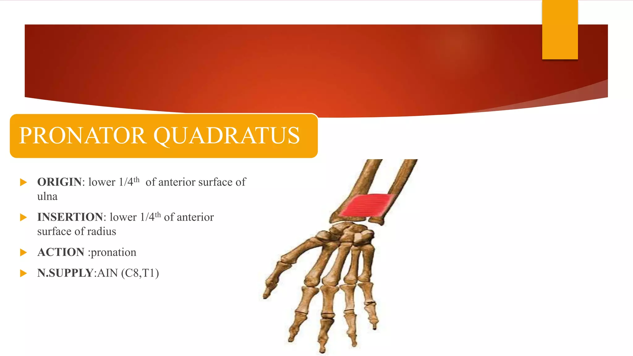 Jc flexor tendon injury, repair & rehabilitaion | PPTX