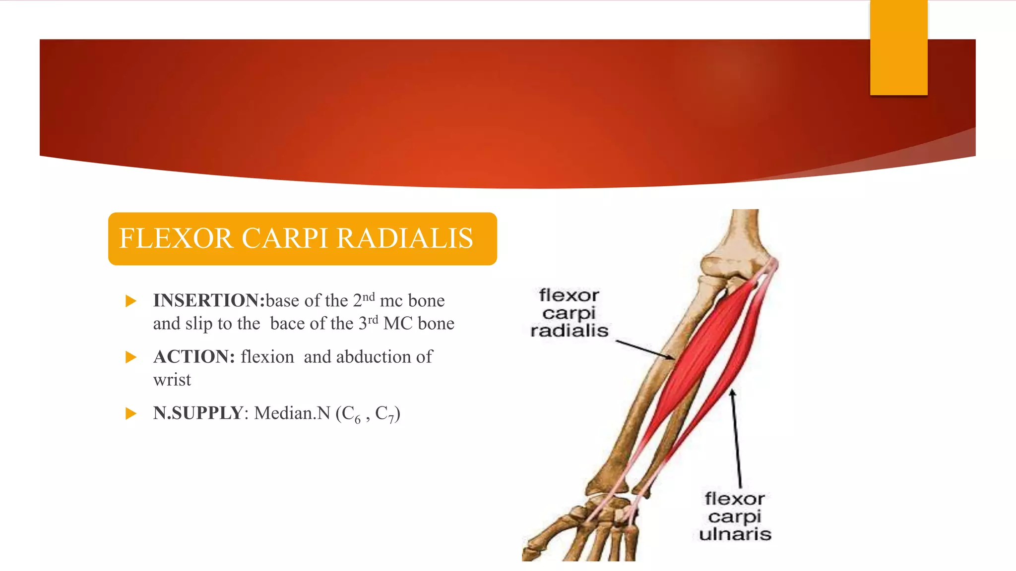 Jc flexor tendon injury, repair & rehabilitaion | PPTX