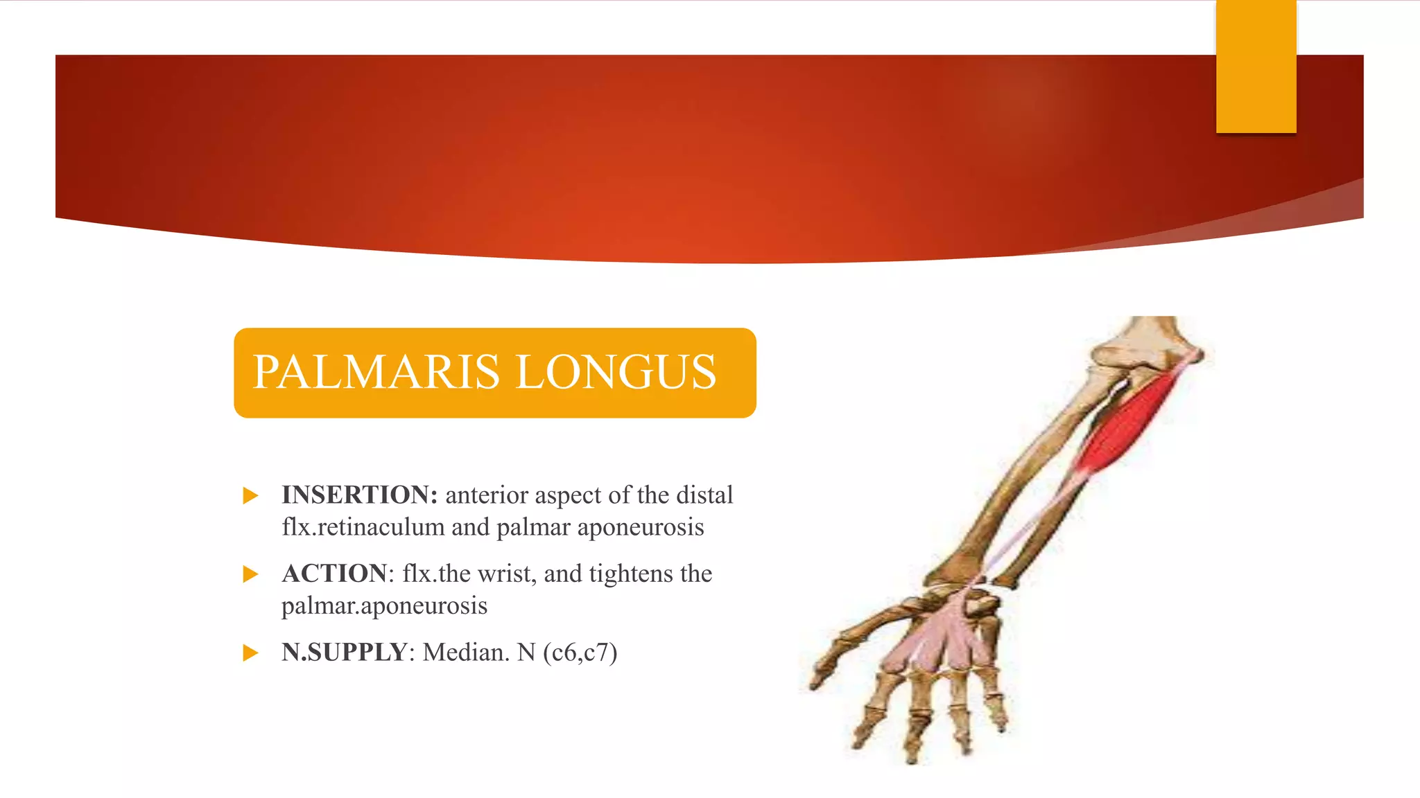 Jc flexor tendon injury, repair & rehabilitaion | PPTX