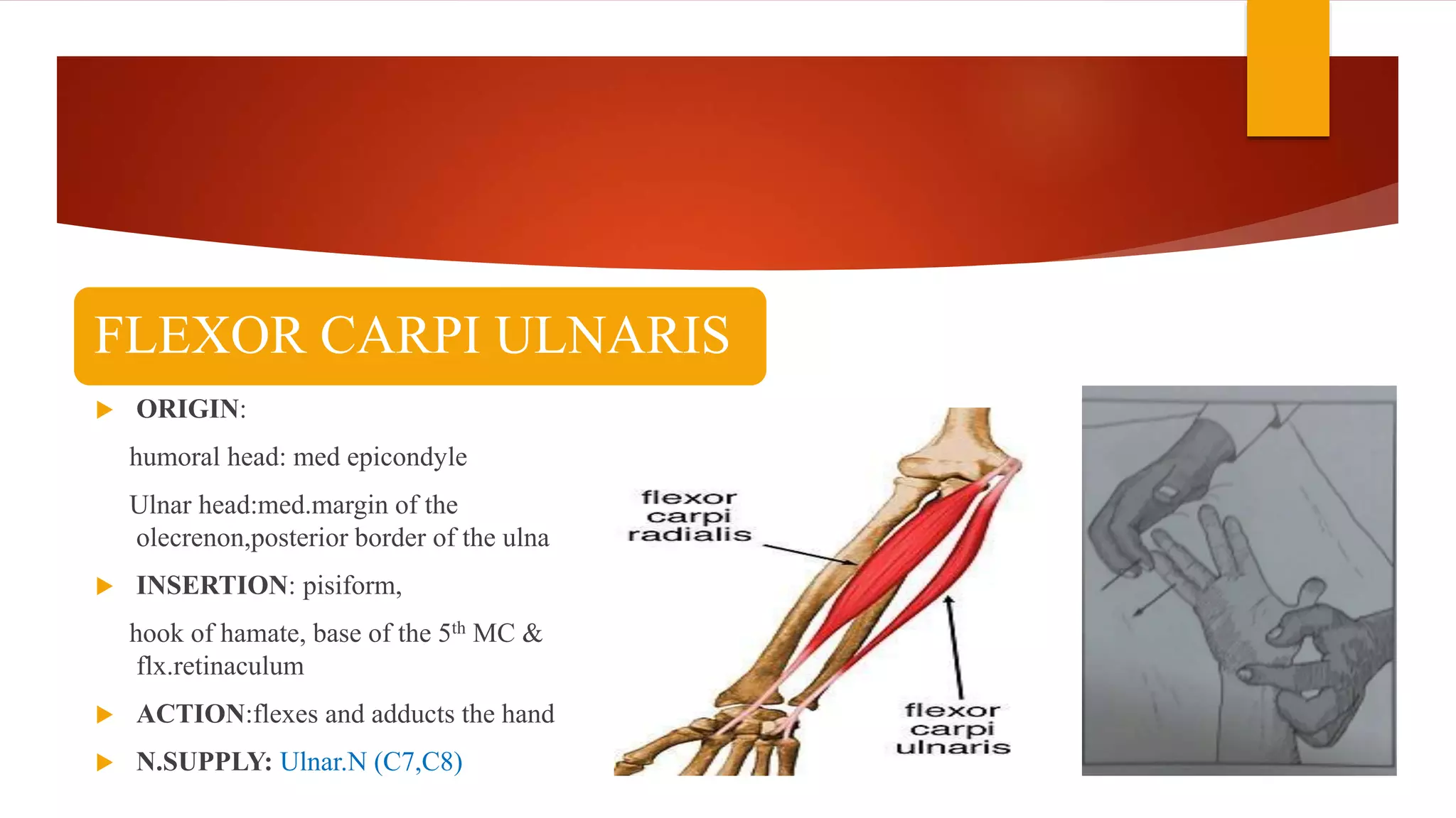 Jc flexor tendon injury, repair & rehabilitaion | PPTX