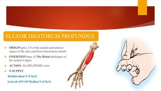 Jc flexor tendon injury, repair & rehabilitaion | PPTX