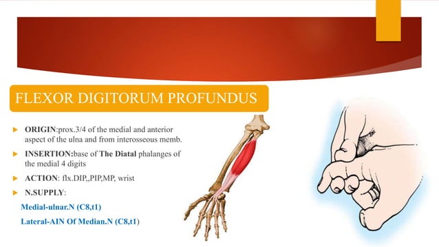 Jc flexor tendon injury, repair & rehabilitaion | PPT