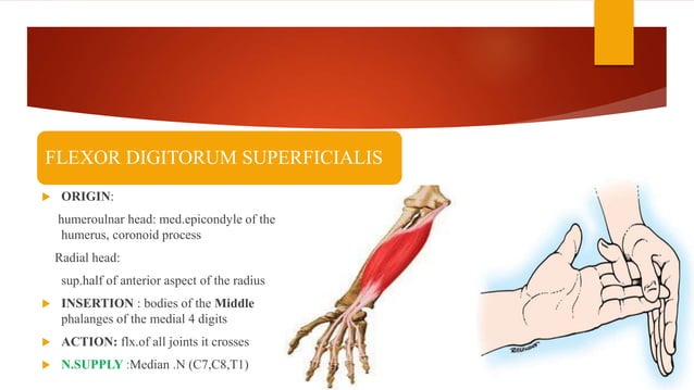 Jc flexor tendon injury, repair & rehabilitaion | PPTX