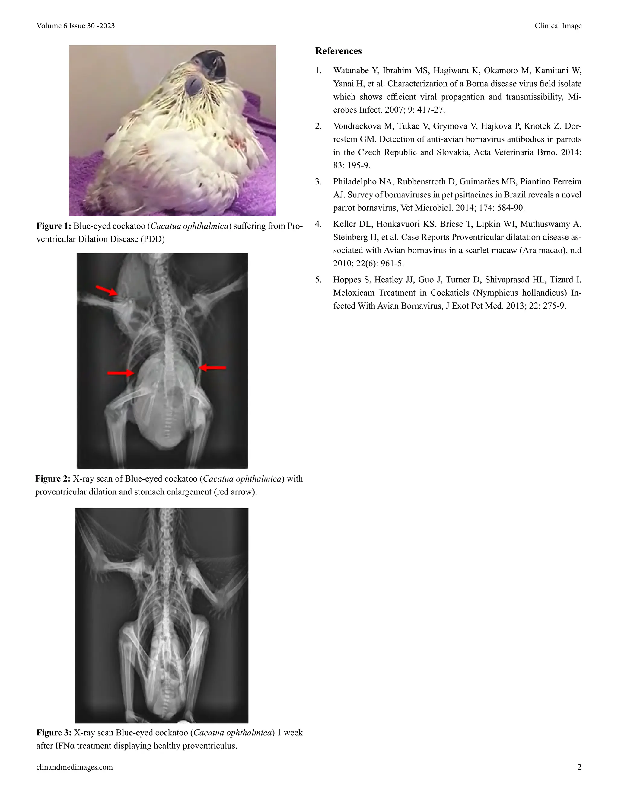 X-ray of Cacatua Ophthalmica with Proventricular Dilatation Disease | PDF