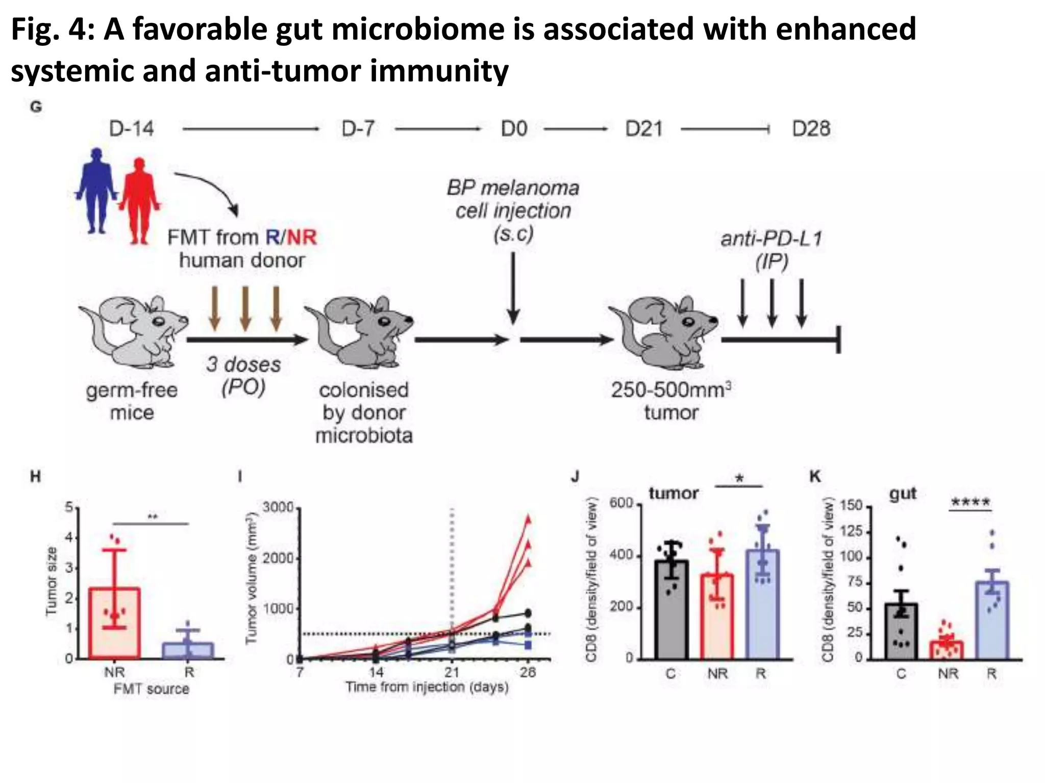 Gut Microbiome Composition Influences Responses to immunotherapy | PPTX | Cancer | Diseases and ...