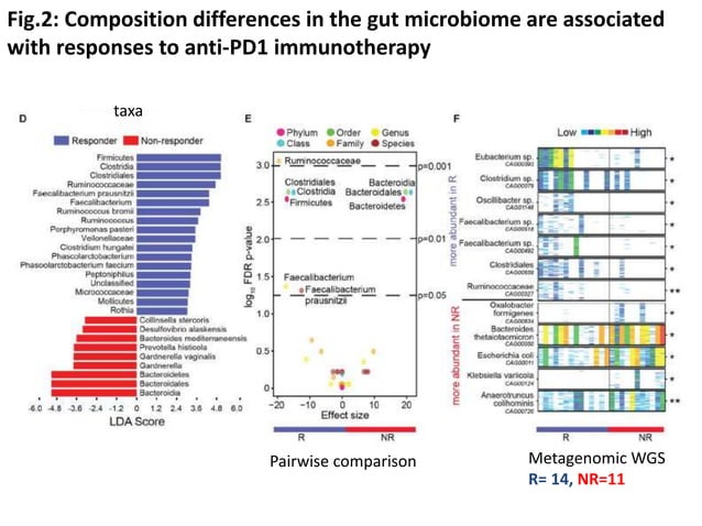 Gut Microbiome Composition Influences Responses to immunotherapy | PPTX | Cancer | Diseases and ...