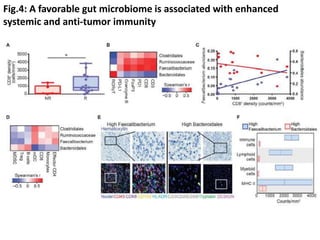 Gut Microbiome Composition Influences Responses to immunotherapy | PPTX | Cancer | Diseases and ...
