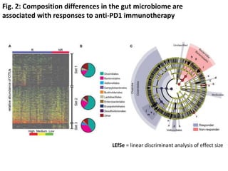 Gut Microbiome Composition Influences Responses to immunotherapy | PPTX | Cancer | Diseases and ...