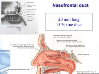Frontonasal Duct