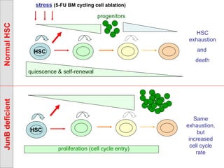 Jc Rethinking Of Hsc Assays | PPT | Blood Disorders | Diseases and ...