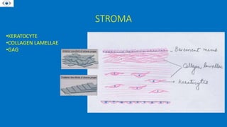 ANATOMY_OF_CORNEA presentation dhir.pptx