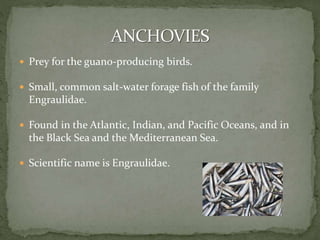 Guano islands | PPTX