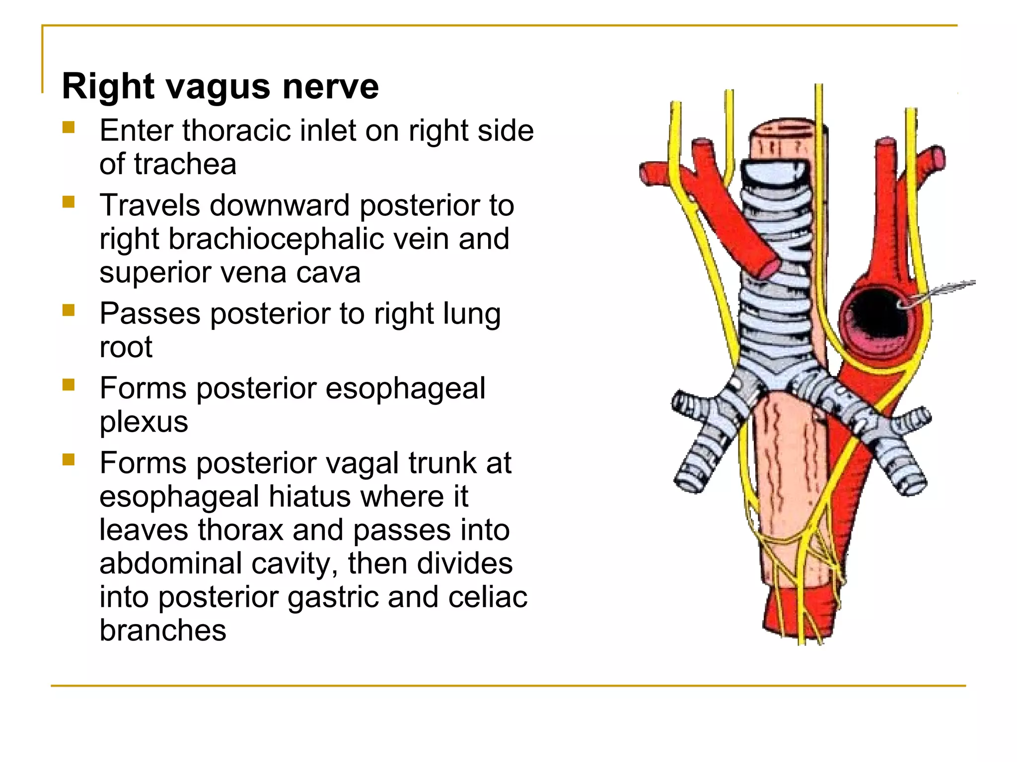 Thoracic cavity lecture engl. | PPT