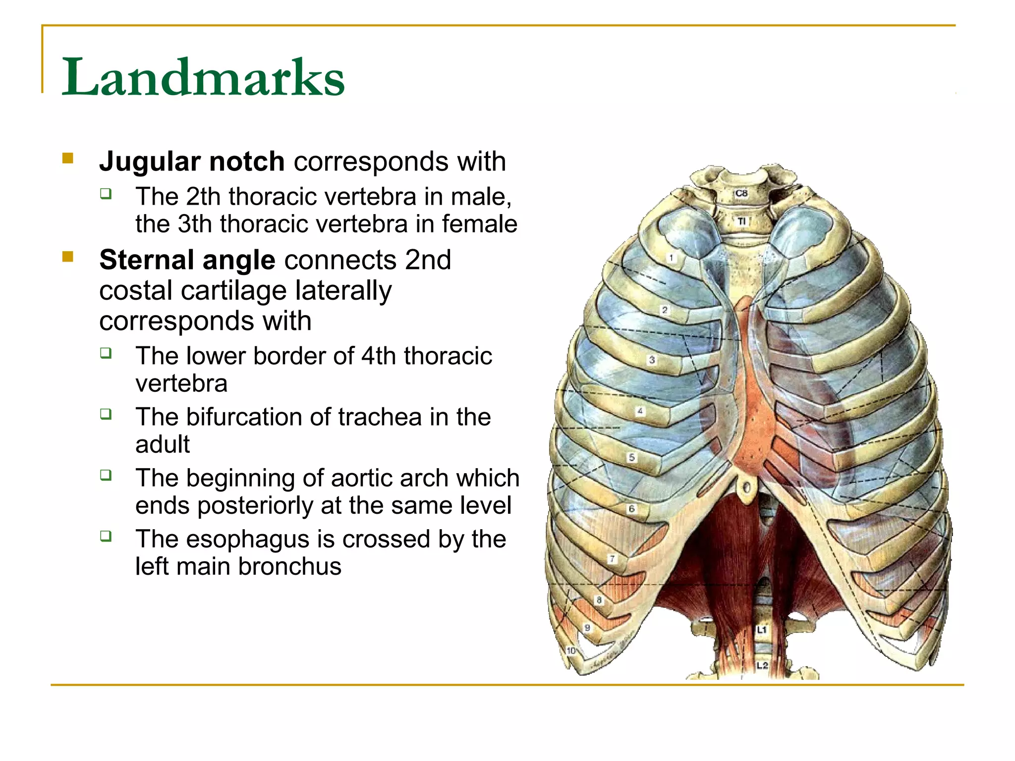 Thoracic cavity lecture engl. | PPT