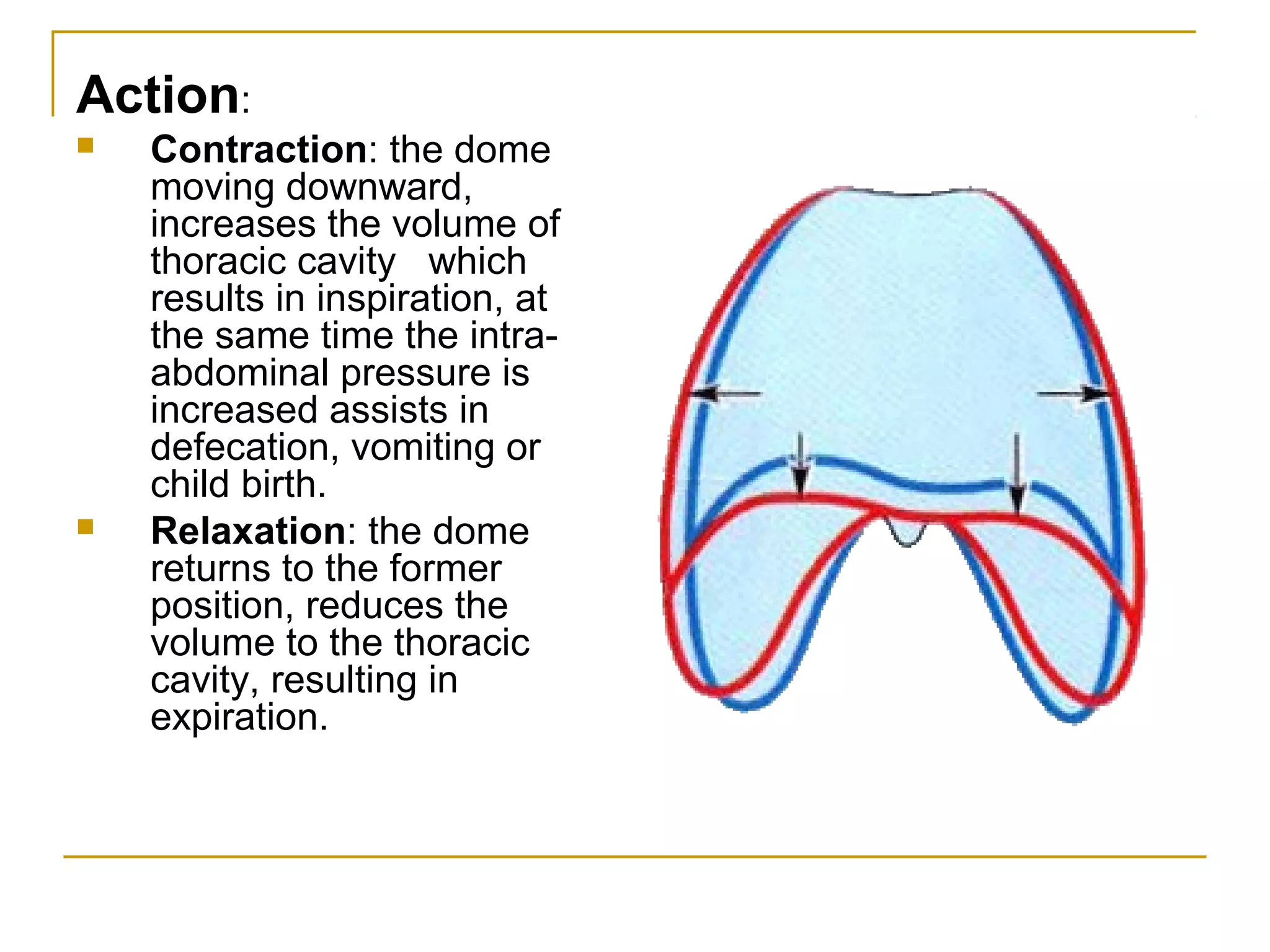Thoracic cavity lecture engl. | PPT