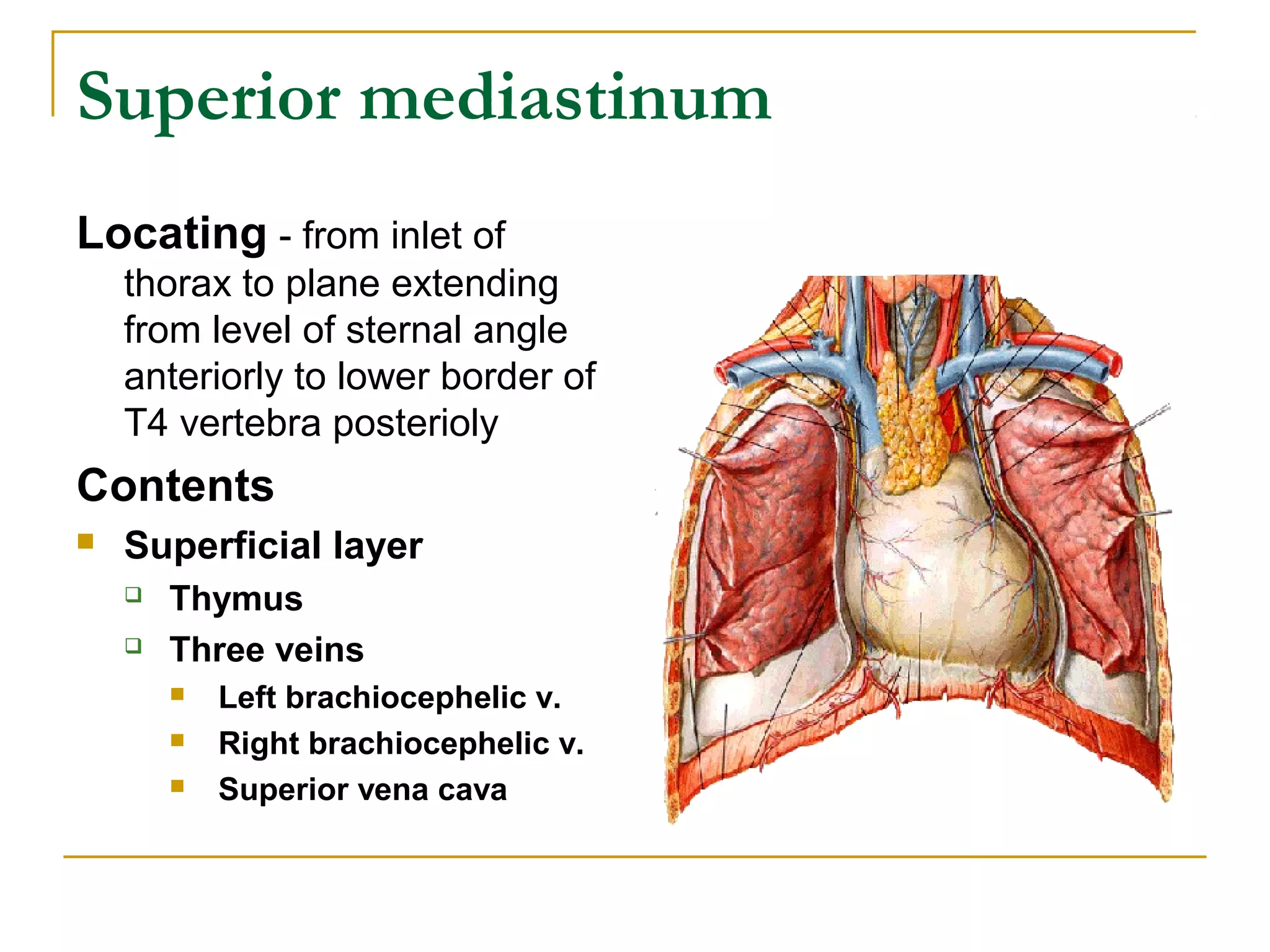 Thoracic cavity lecture engl. | PPT