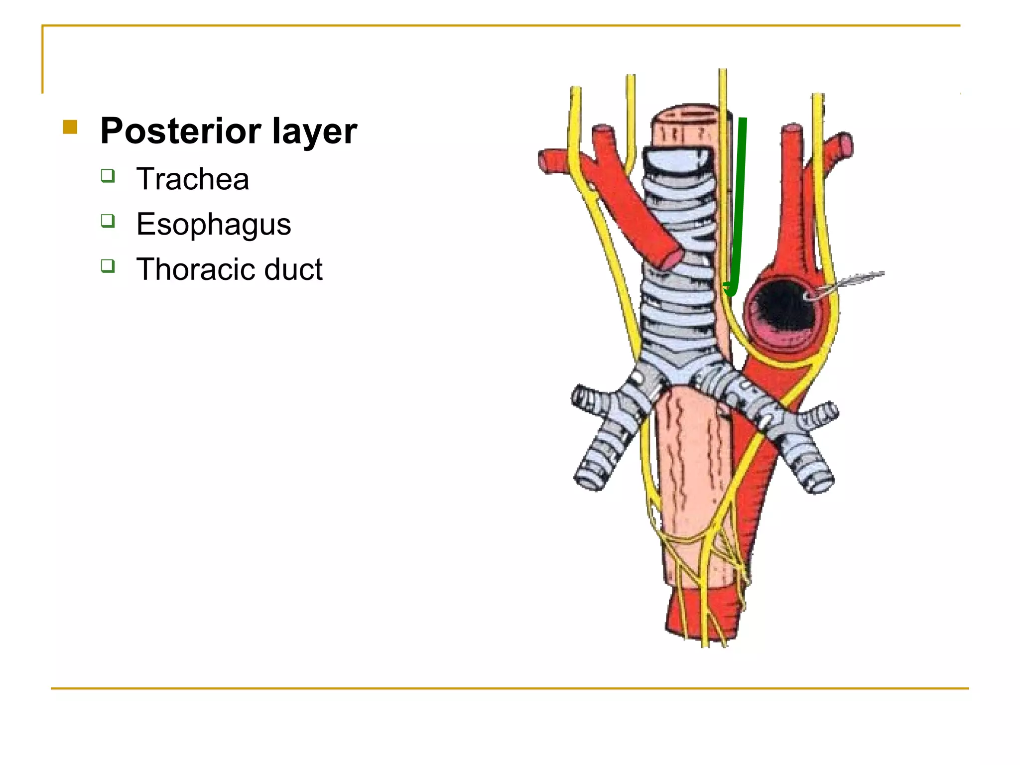 Thoracic cavity lecture engl. | PPT
