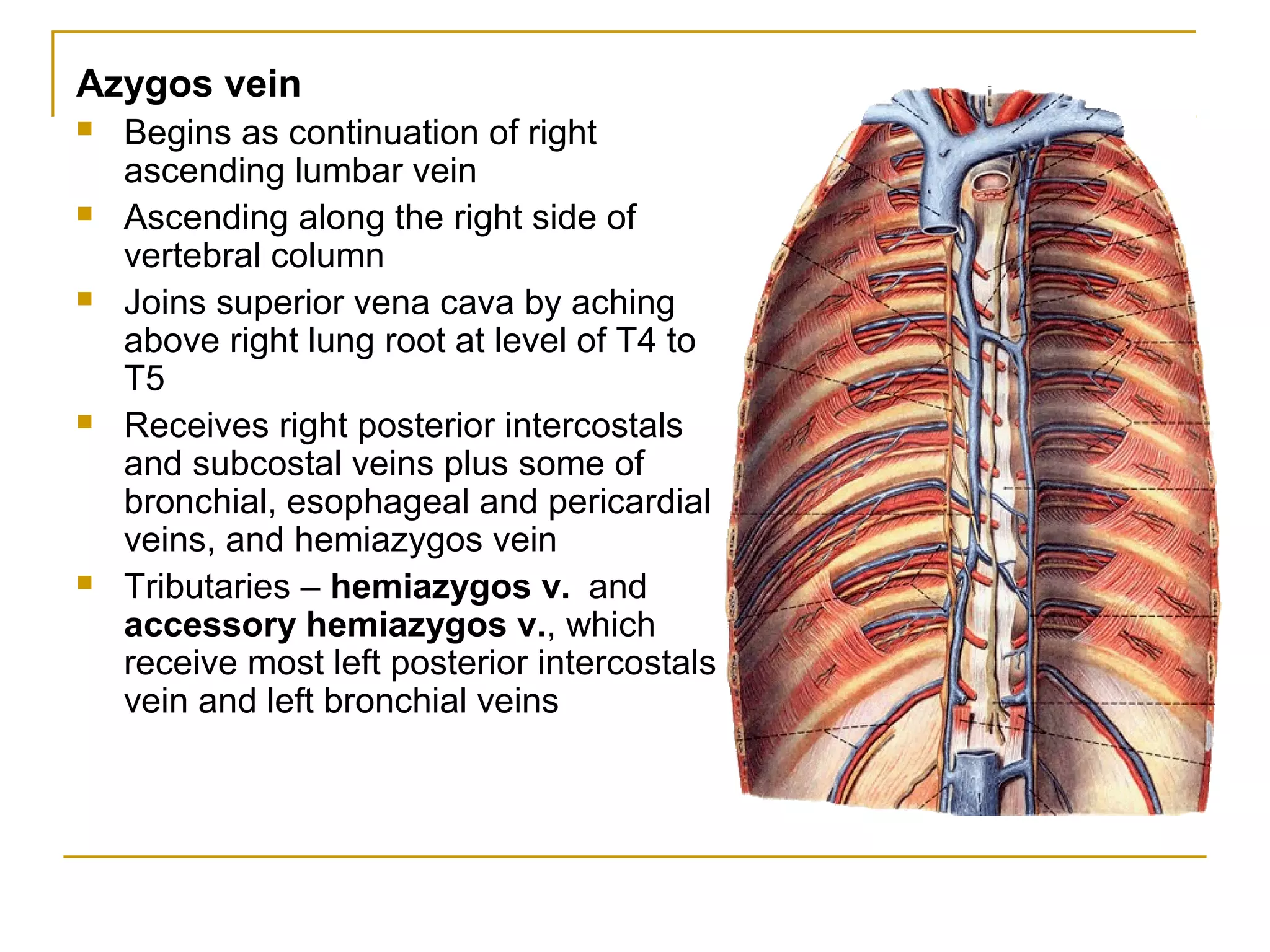 Thoracic cavity lecture engl. | PPT