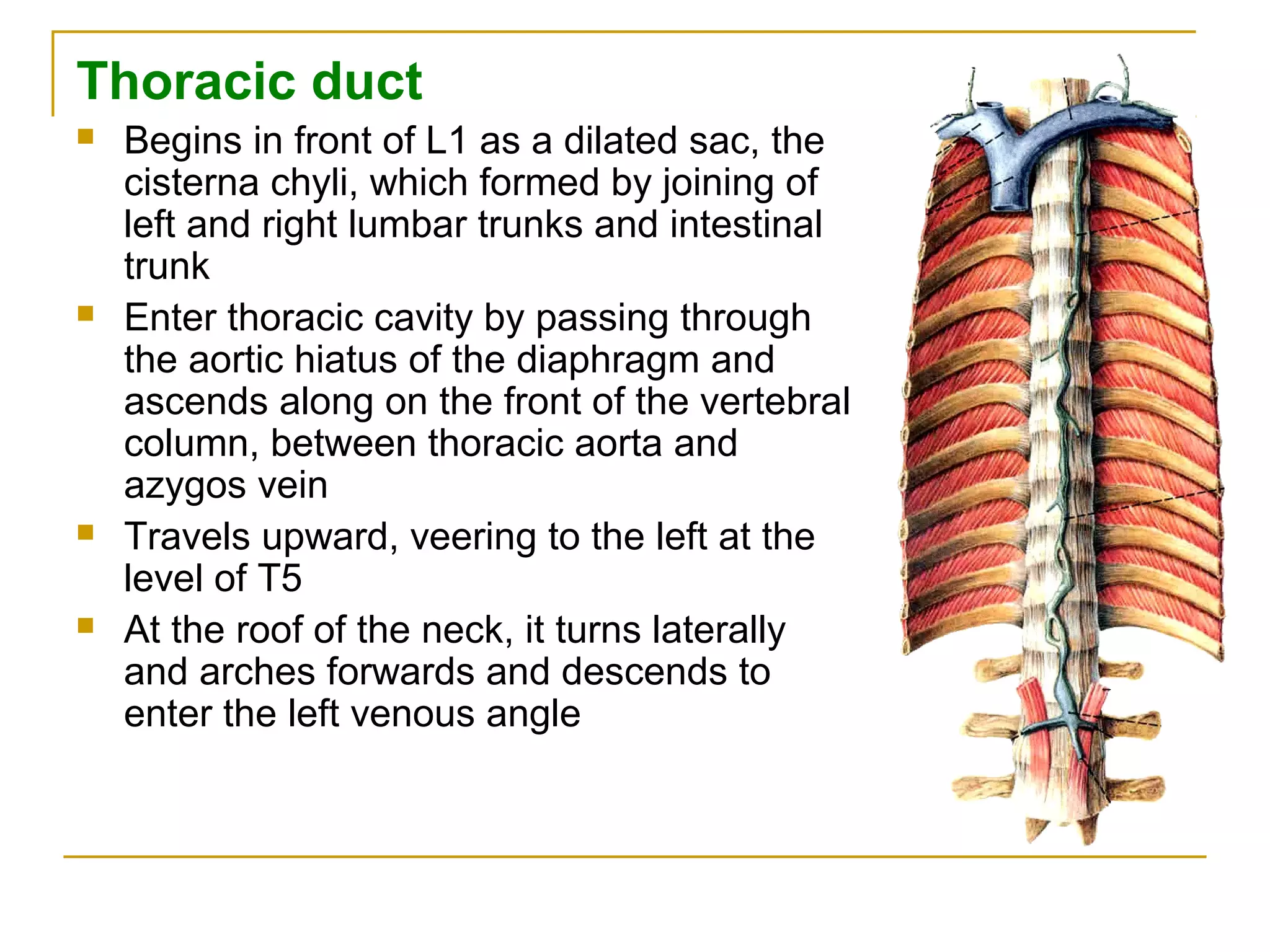 Thoracic cavity lecture engl. | PPT