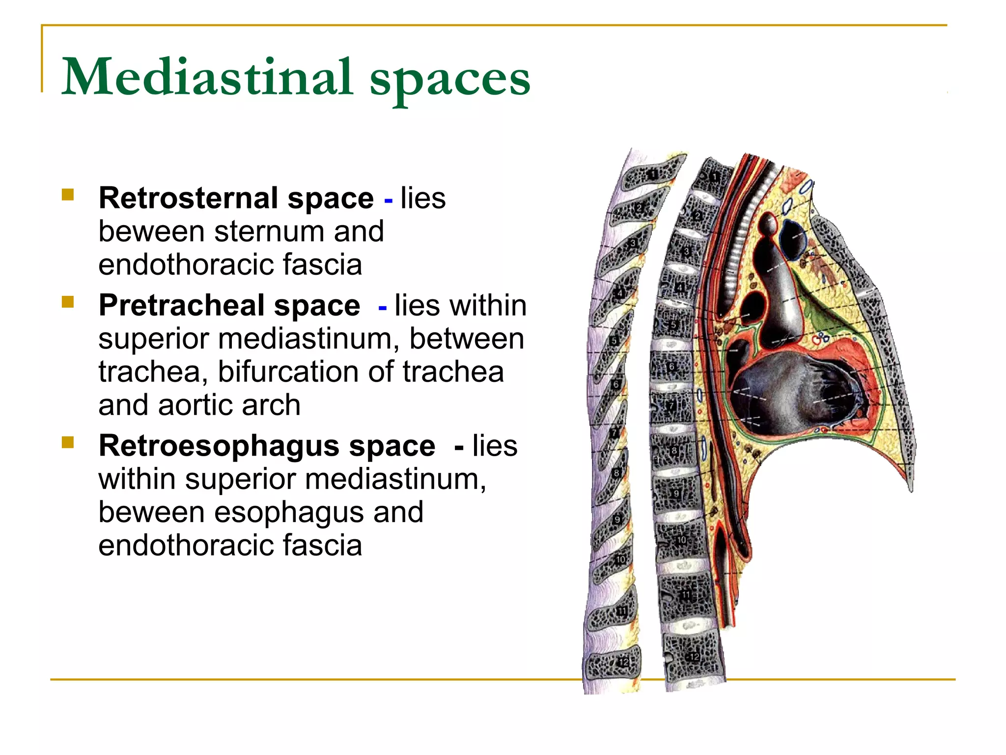 Thoracic cavity lecture engl. | PPT