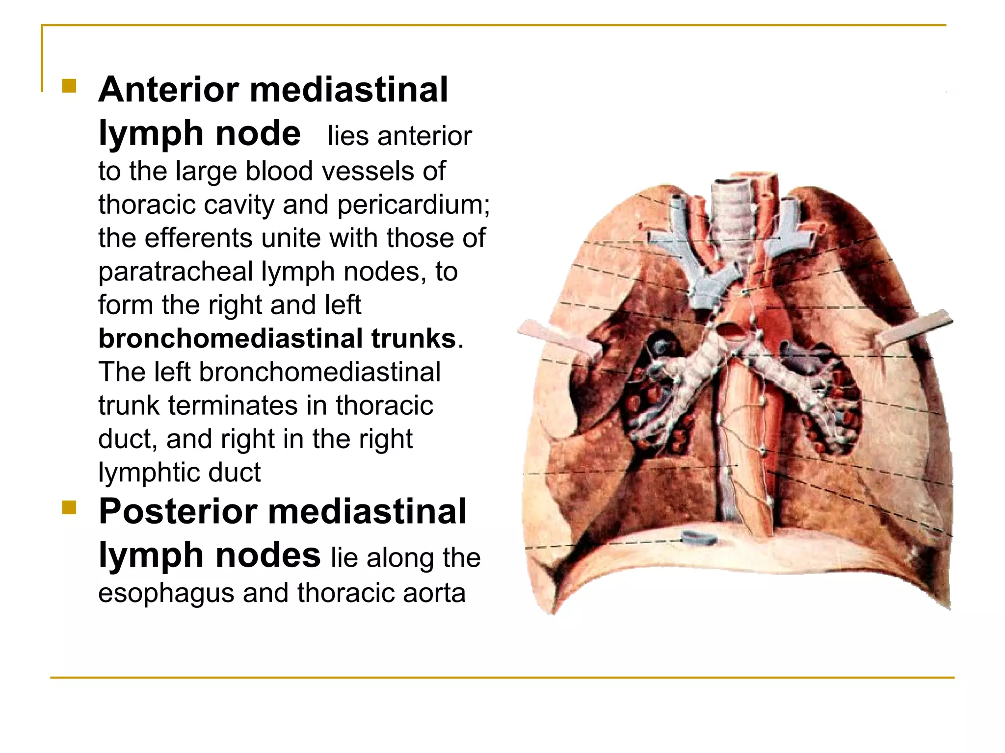 Thoracic cavity lecture engl. | PPT