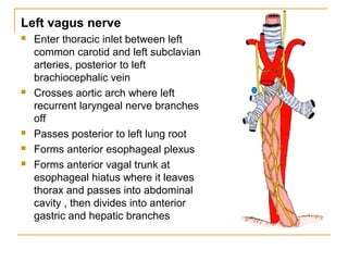 Thoracic cavity lecture engl. | PPT