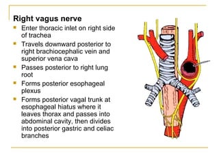 Thoracic cavity lecture engl. | PPT