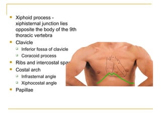 Thoracic cavity lecture engl. | PPT