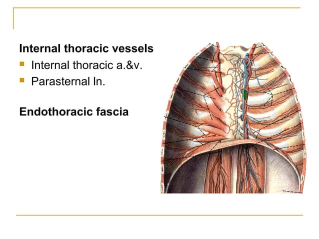 Thoracic cavity lecture engl. | PPT