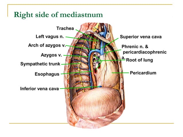 Thoracic cavity lecture engl. | PPT