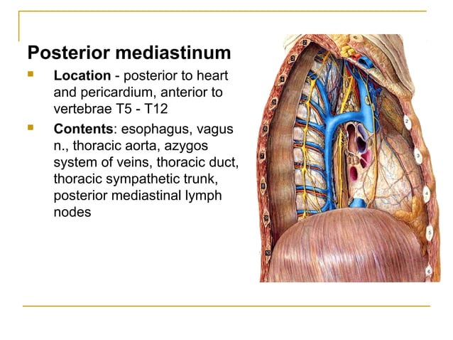 Thoracic cavity lecture engl. | PPT