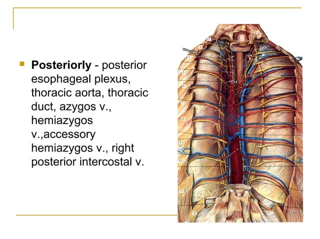 Thoracic cavity lecture engl. | PPT