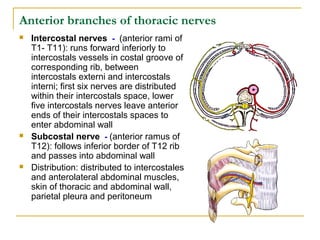 Thoracic cavity lecture engl. | PPT
