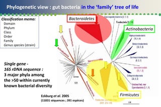 Gut microbiota for health: lessons of a metagenomic scan (by Joel Doré ...