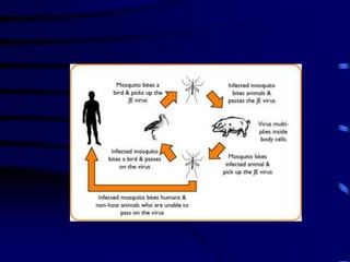 Japanese B encephalitis | PPTX