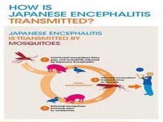 Japanese Encephalitis | PPT