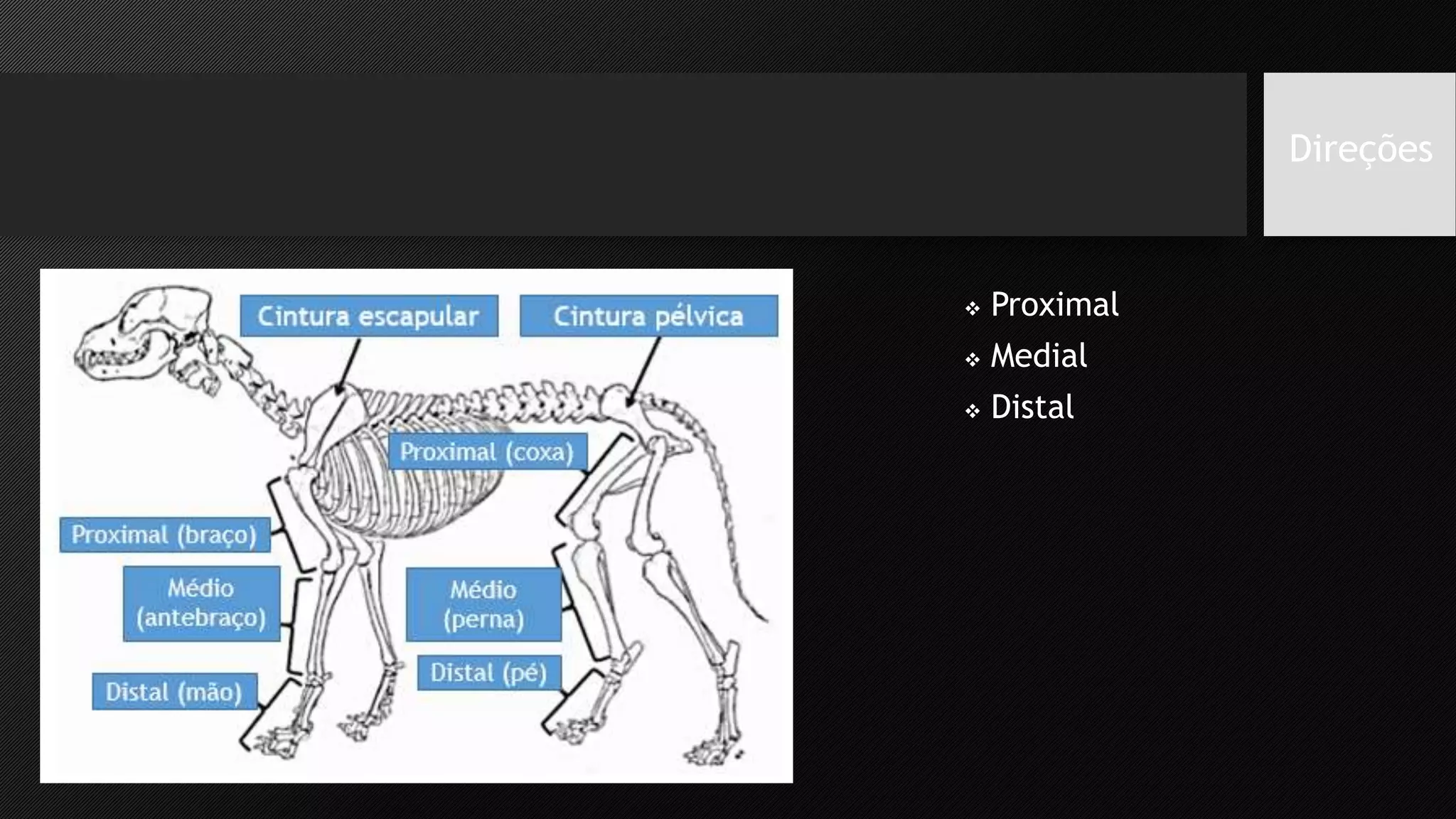 Planos anatômicos veterinária
