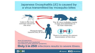 Japanese Encephalitis | PPTX